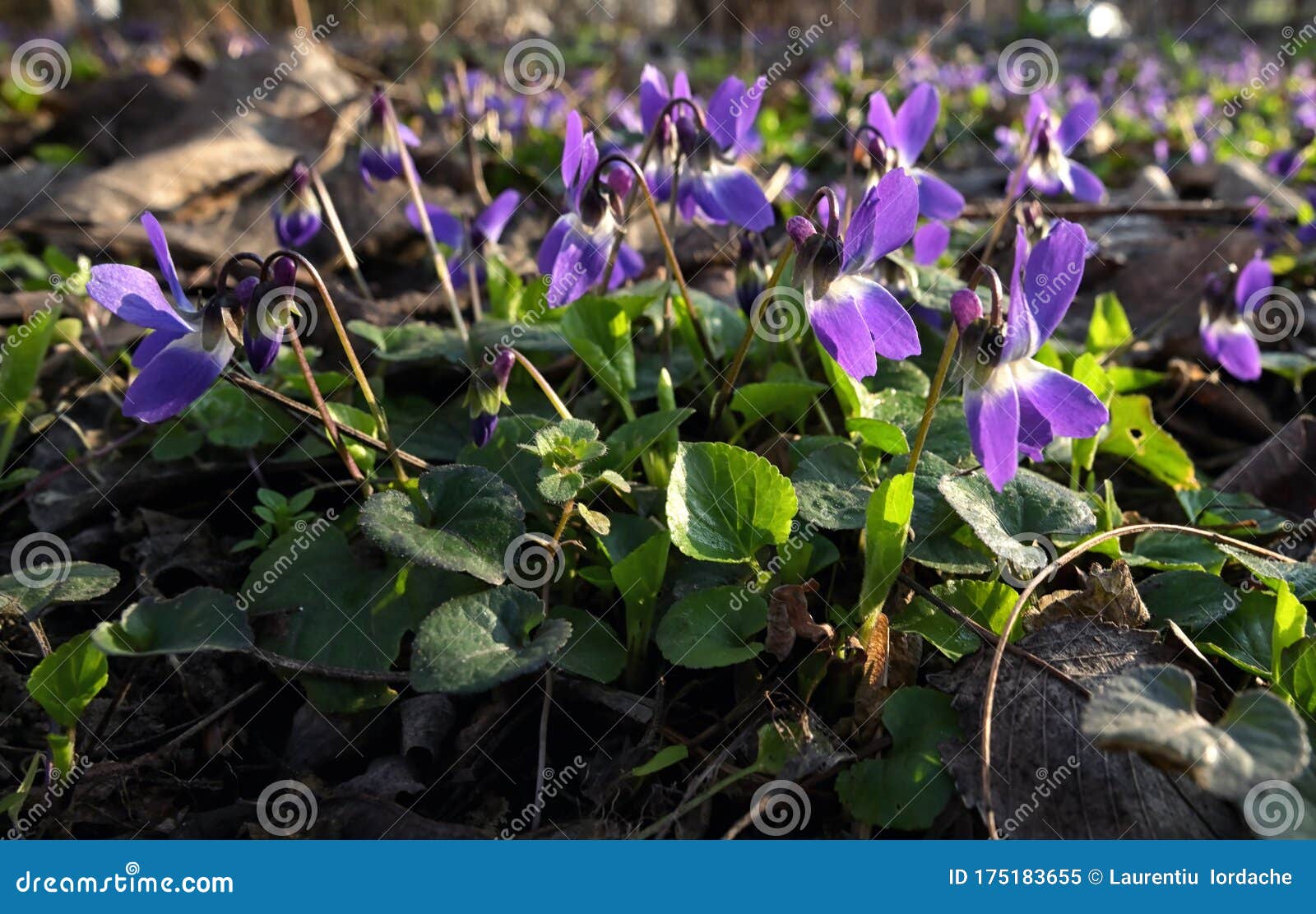 Violets Viola Odorata in a Forest Stock Image - Image of viola, plants ...