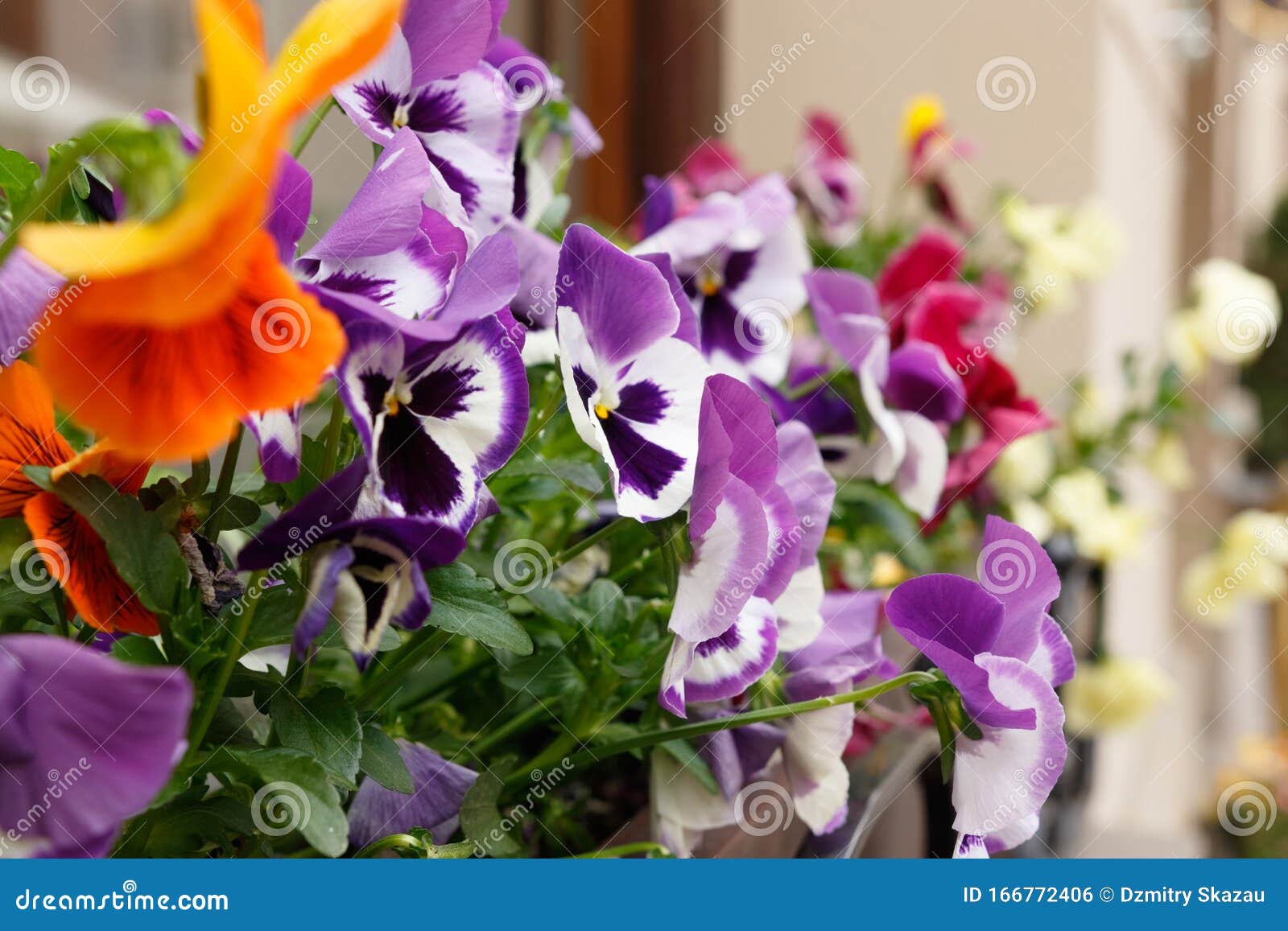 Multi-colored Violets in Pots Stock Photo - Image of spring, macro ...