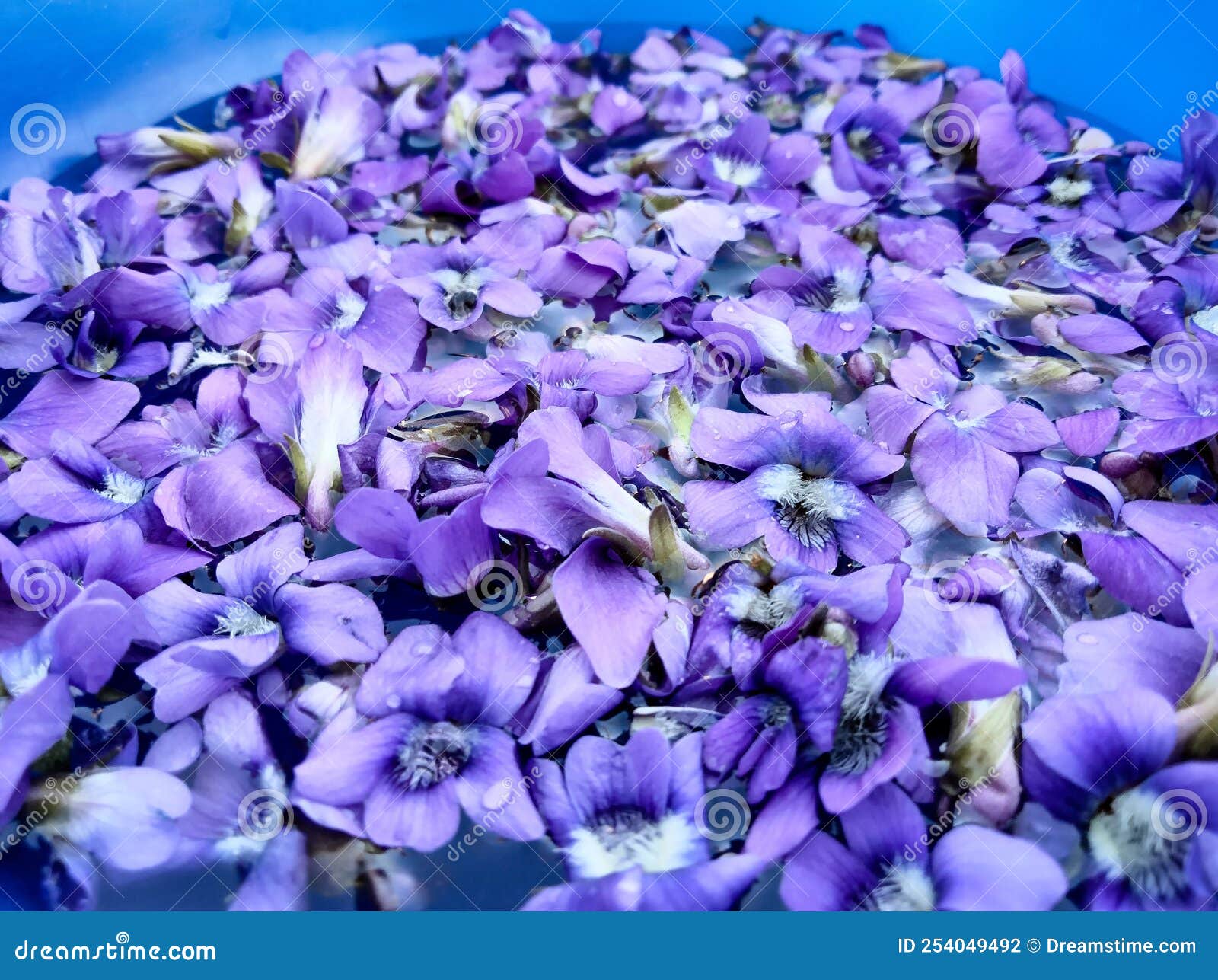 Violets in the water stock photo. Image of blue, wildflower - 254049492