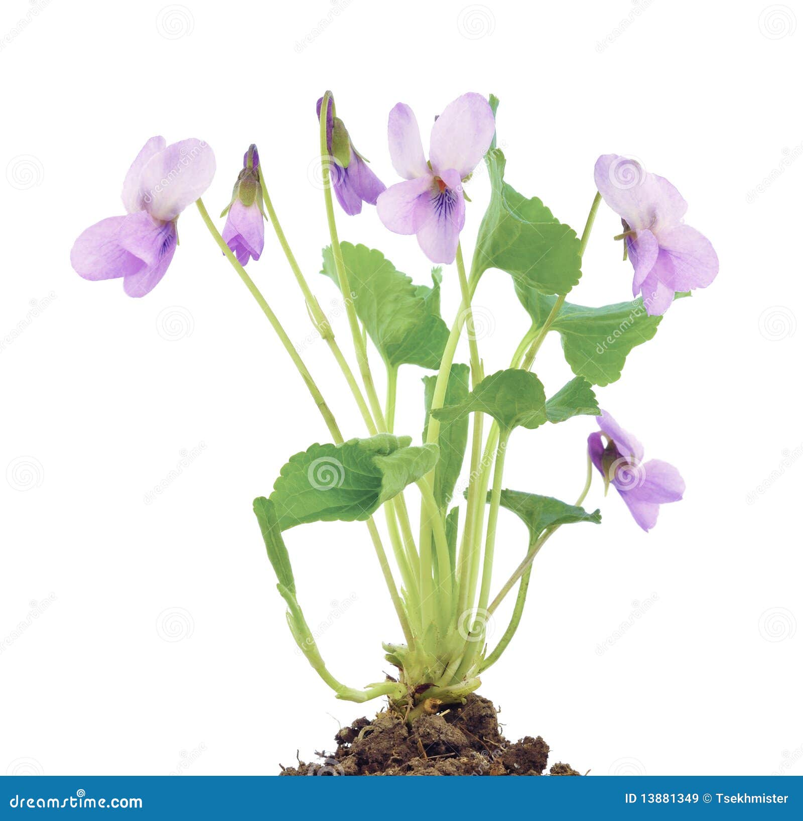 Purple Violets White Backgrounds Stock Photos - Free & Royalty-Free ...