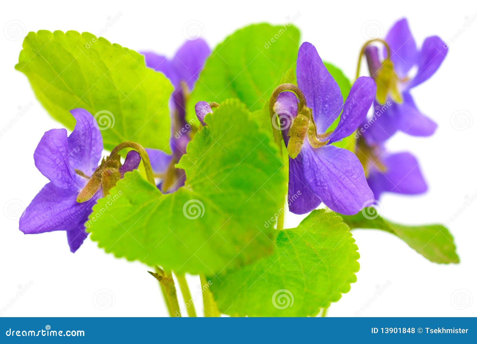 Violets on White Background Stock Photo - Image of beautiful, plants ...