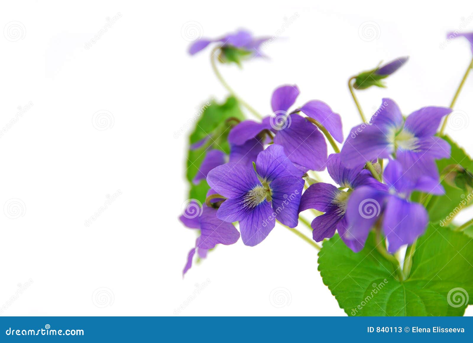 Violets on White Background Stock Image - Image of decoration, bouquet ...