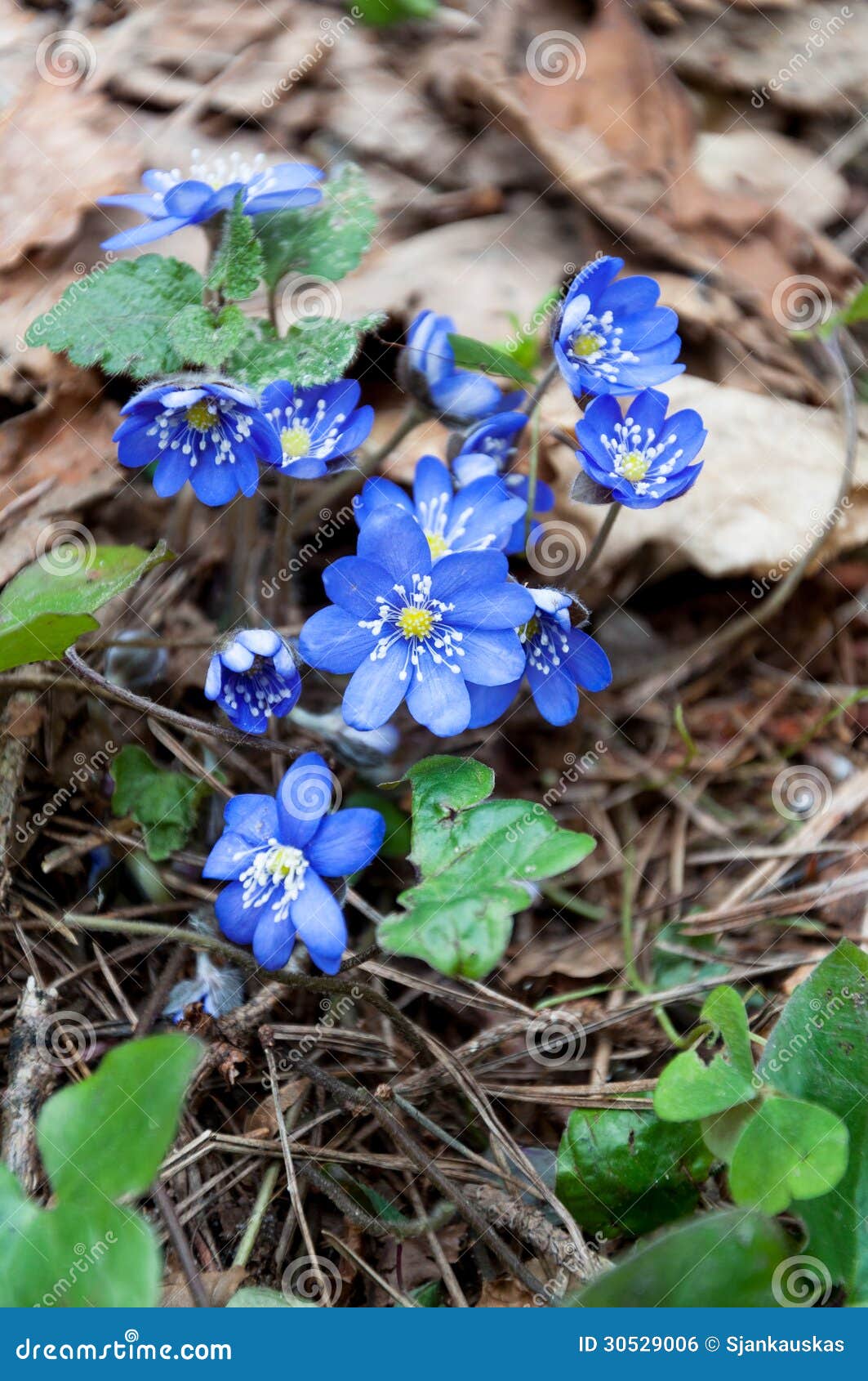 Violets stock photo. Image of forest, spring, flowers - 30529006