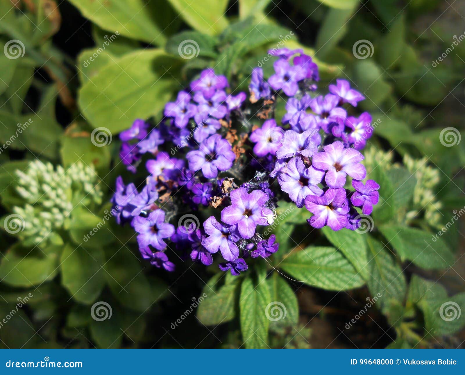 Violett stockfoto. Bild von blume, leuchte, hintergrund - 99648000