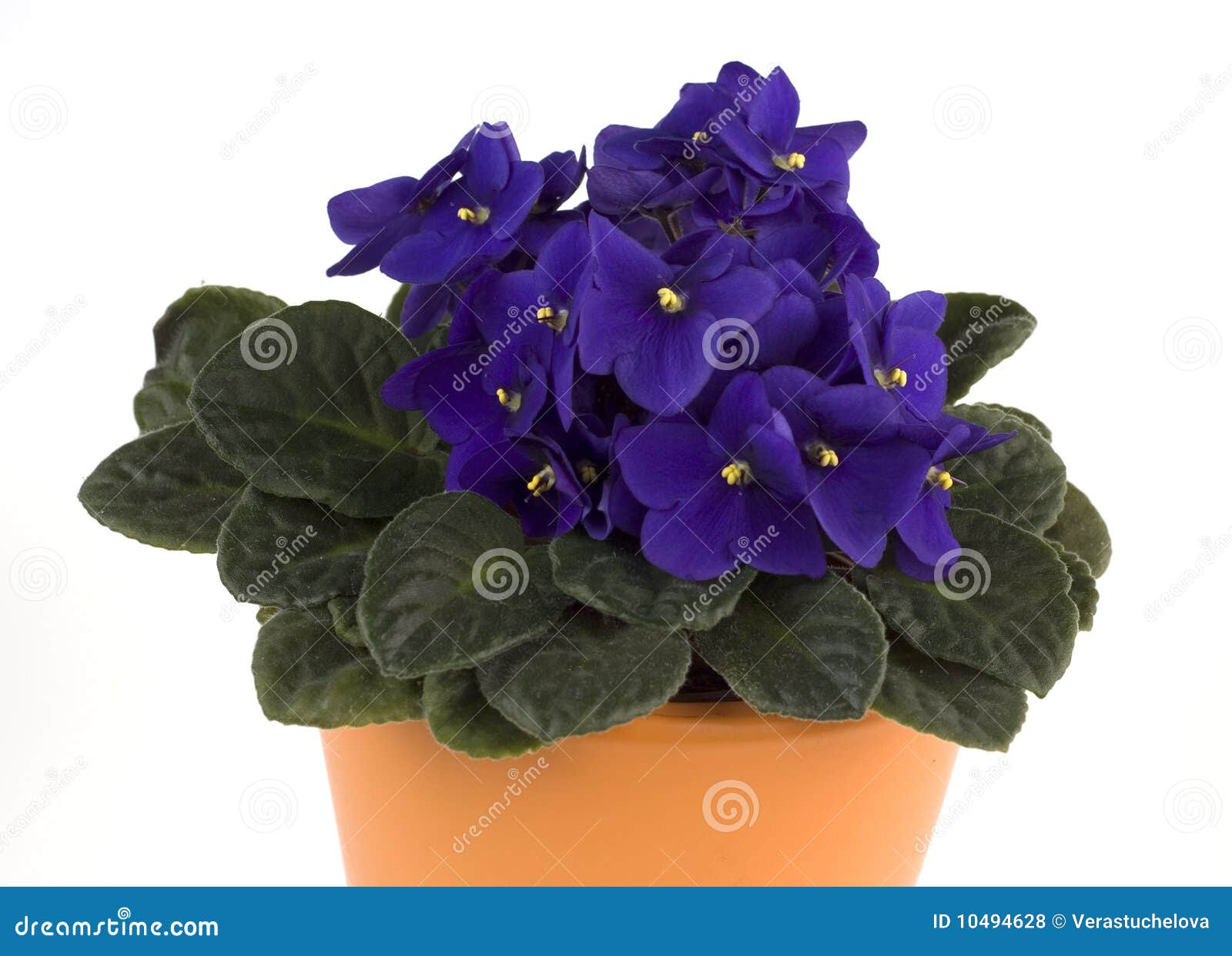 Violette africaine feuilles jaunes - Mandi Murphy