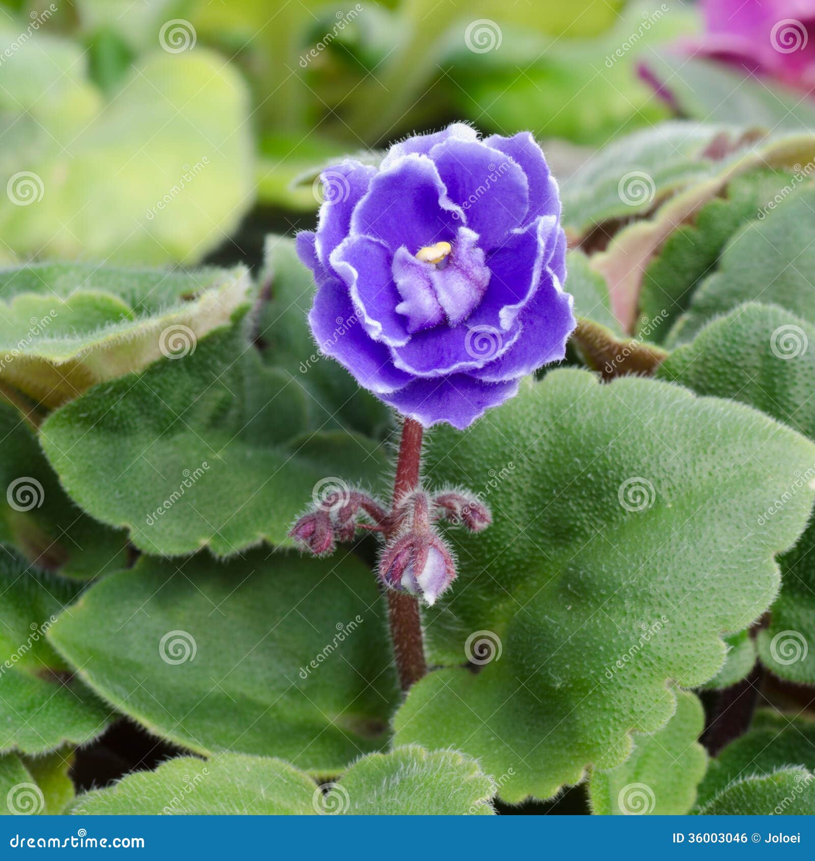 Violette africaine photo stock. Image du houseplant, africain - 36003046