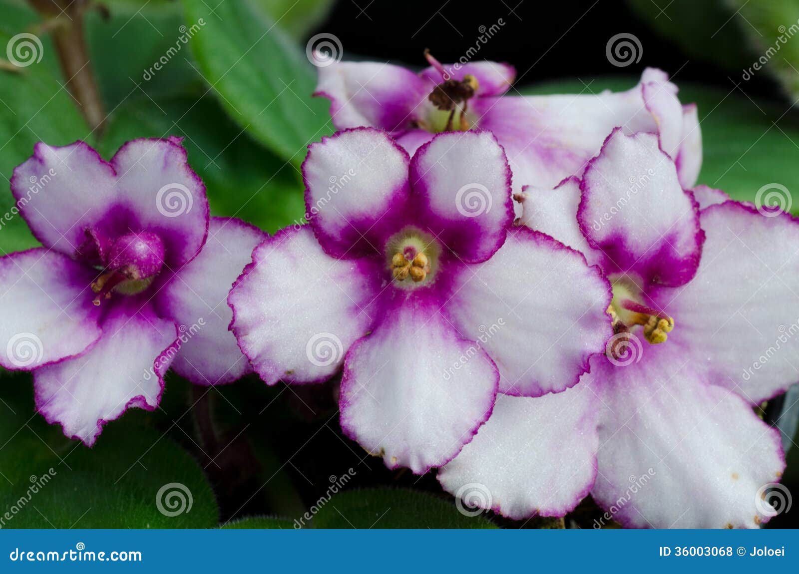 Violette africaine photo stock. Image du essence, couleur - 36003068