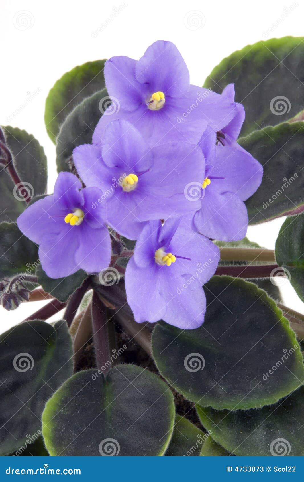 Violette africaine image stock. Image du ressort, nature - 4733073