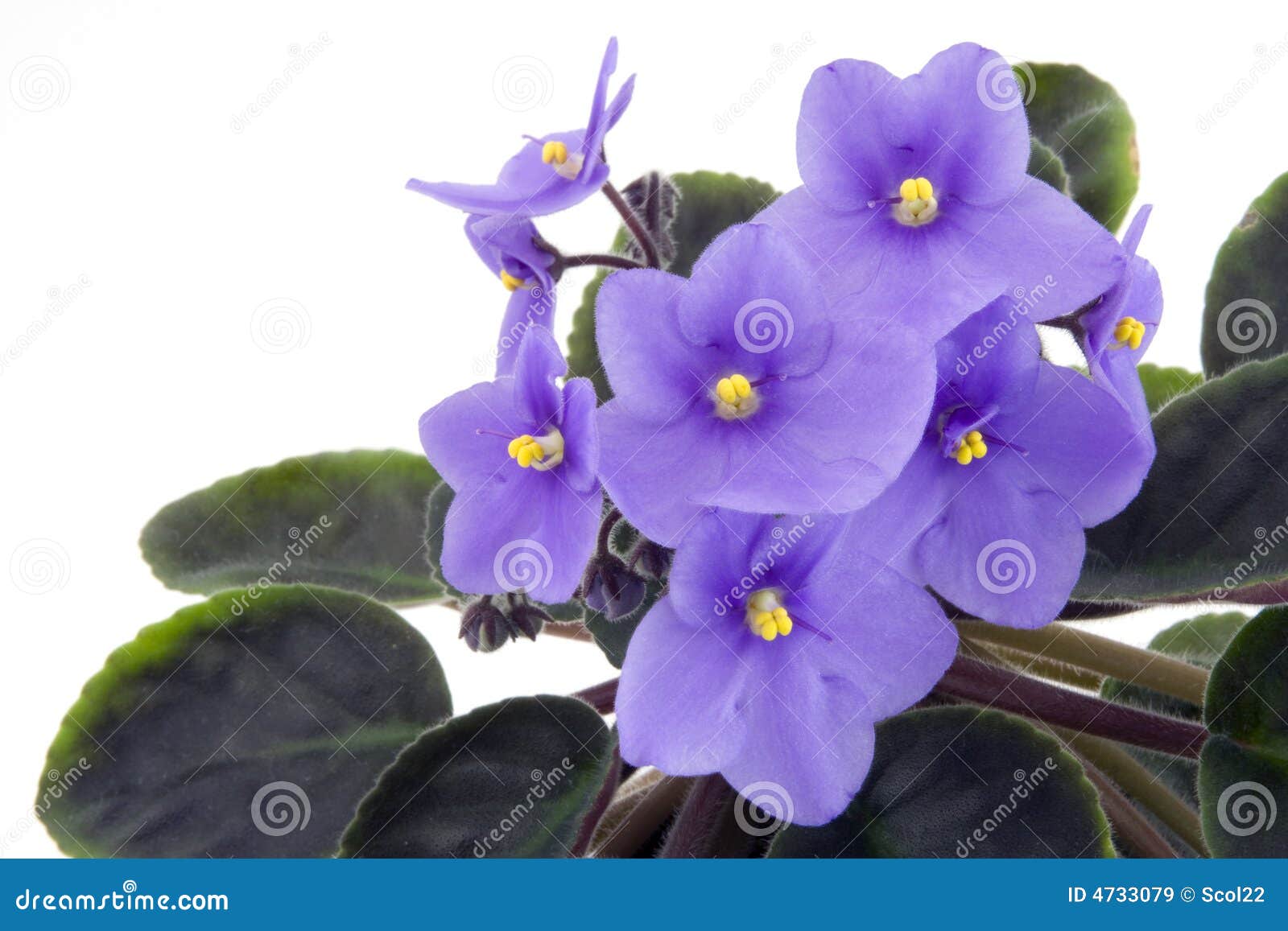 Violette africaine image stock. Image du centrale, ressort - 4733079