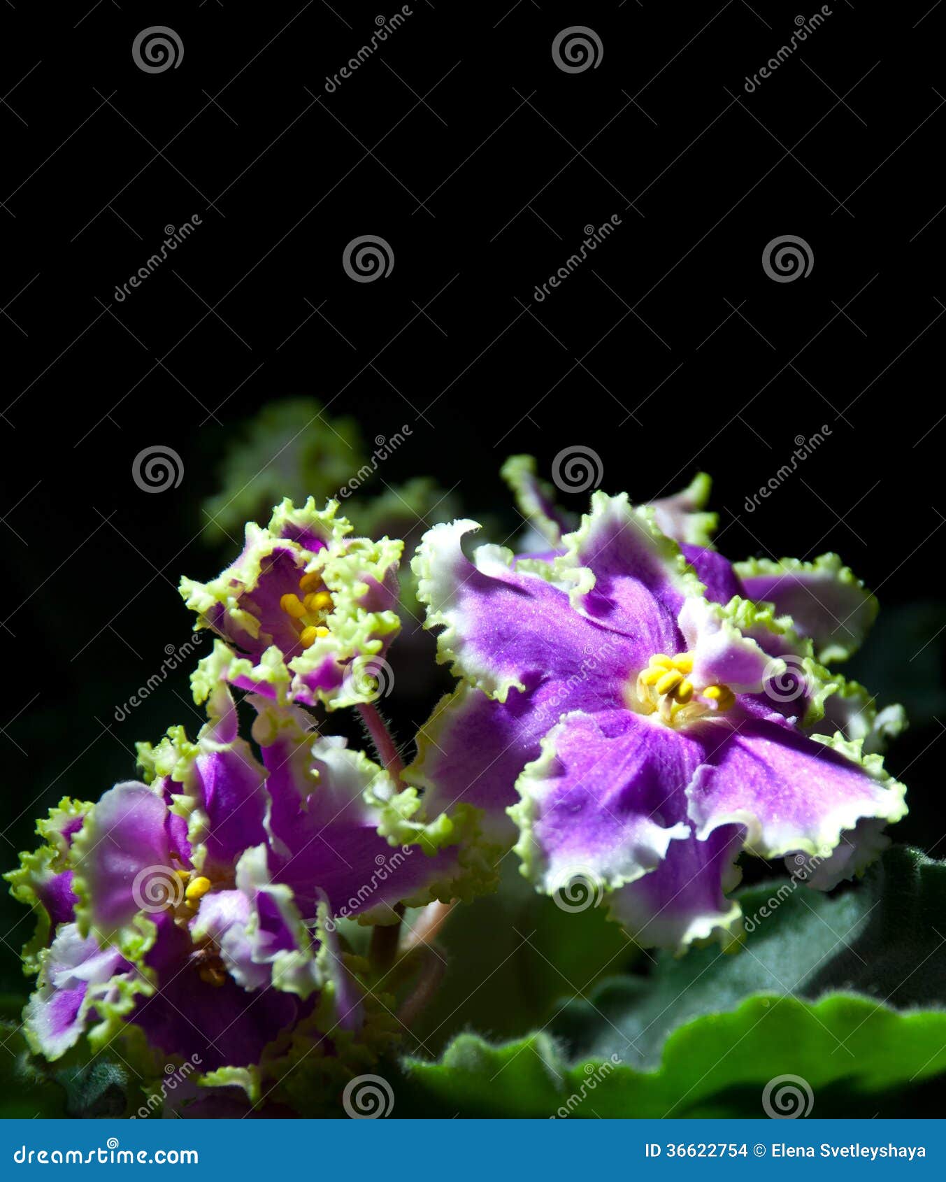 Violette Africaine De Floraison D'isolement Sur Le Noir Photo stock ...