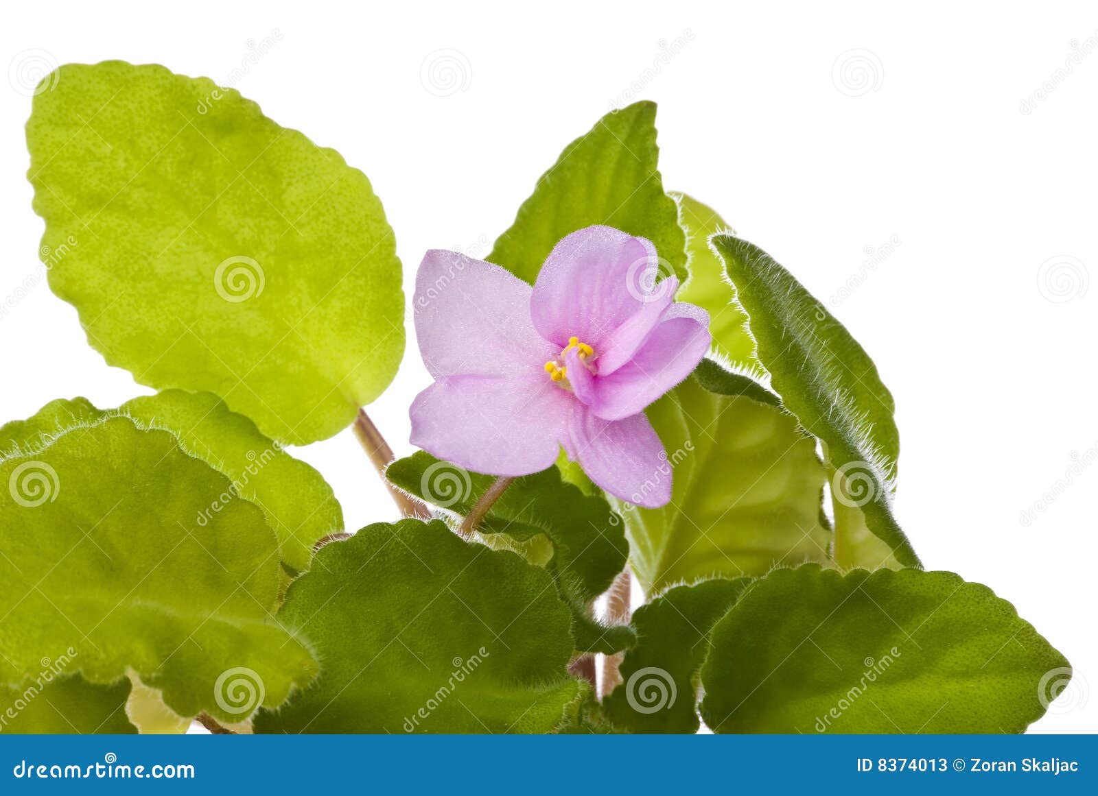 Violette Africaine De Saintpaulia D'ionantha Image stock - Image du ...