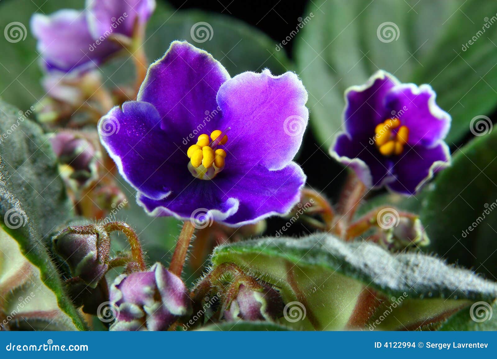 Violette Africaine (Saintpaulia) Photo stock - Image du pistil, tête ...