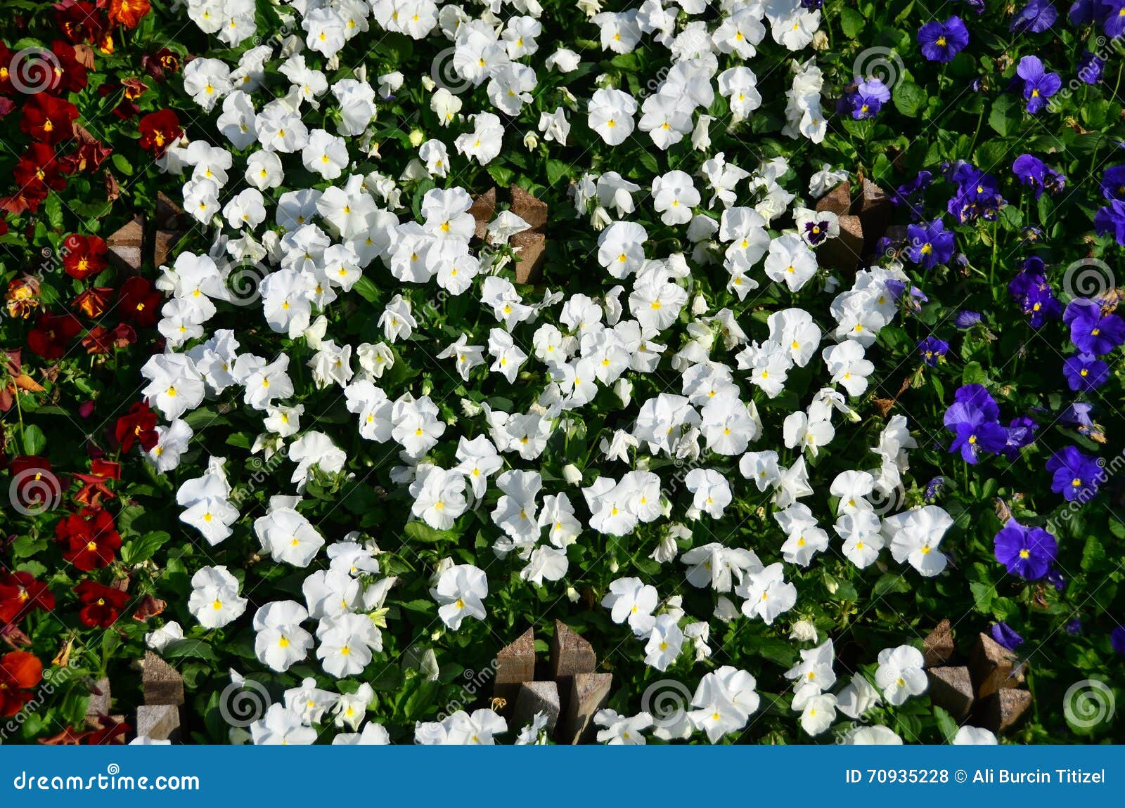 Violette bloem stock foto. Image of kleurrijk, lente - 70935228