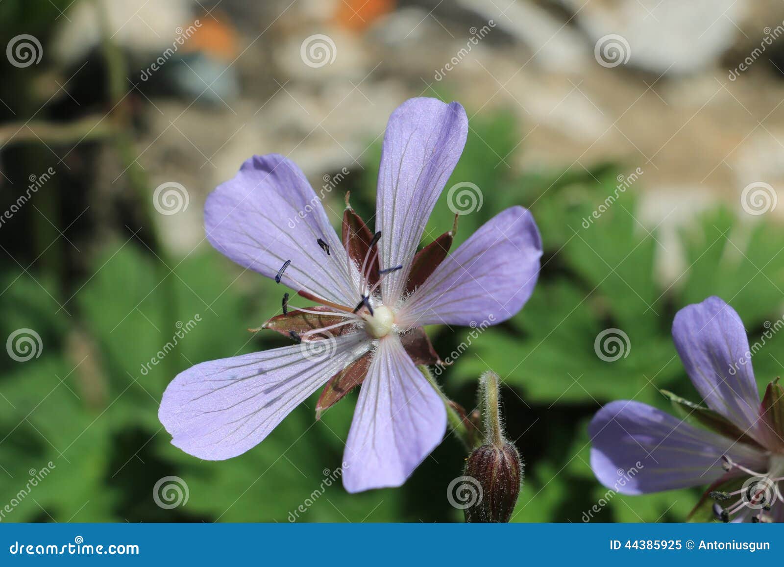 Violette Bloem Eith Vijf Bloemblaadjes Stock Afbeelding - Image of ...