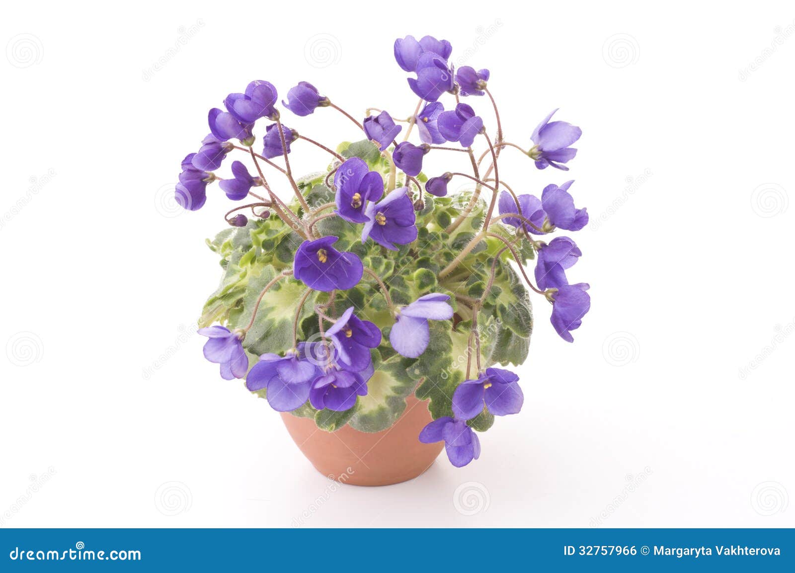 Violette bloemen stock foto. Image of horizontaal, fotografie - 32757966
