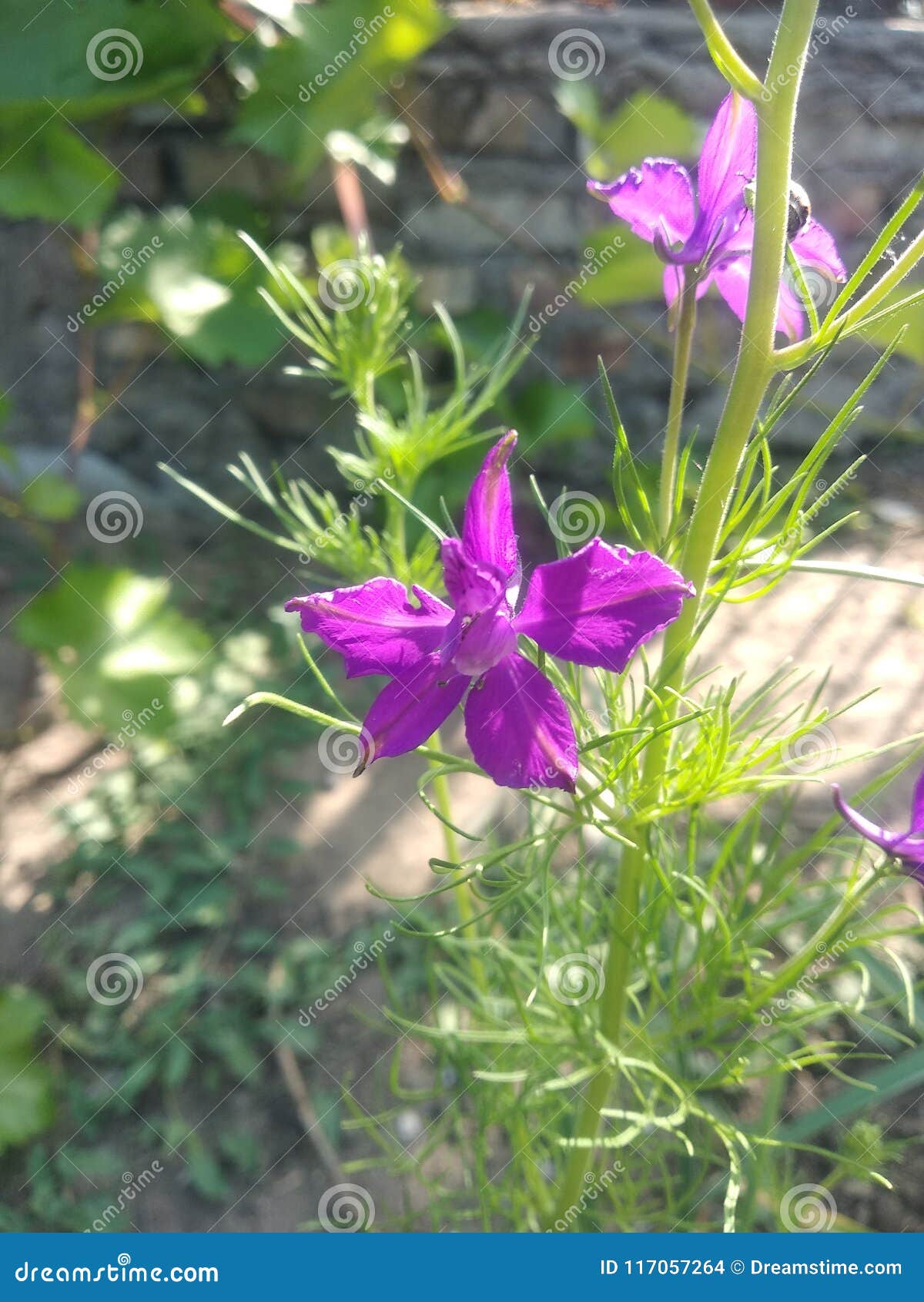 Violette Blume stockfoto. Bild von frühling, garten - 117057264