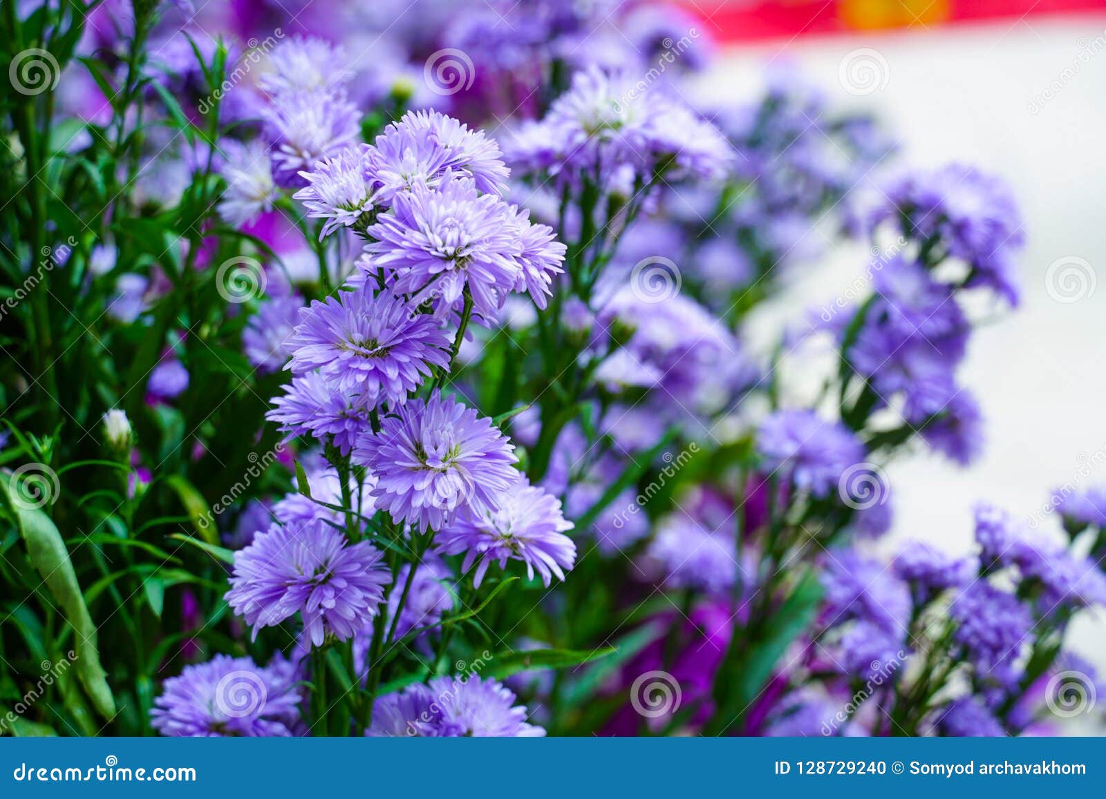 Violette Blume stockfoto. Bild von violett, blume, thailand - 128729240
