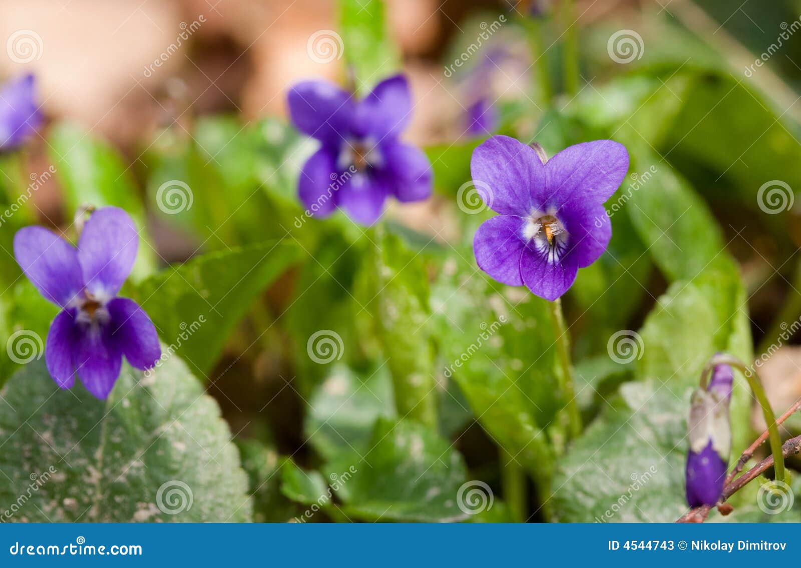 Violette Blume stockbild. Bild von blume, grabung, stiefmütterchen ...