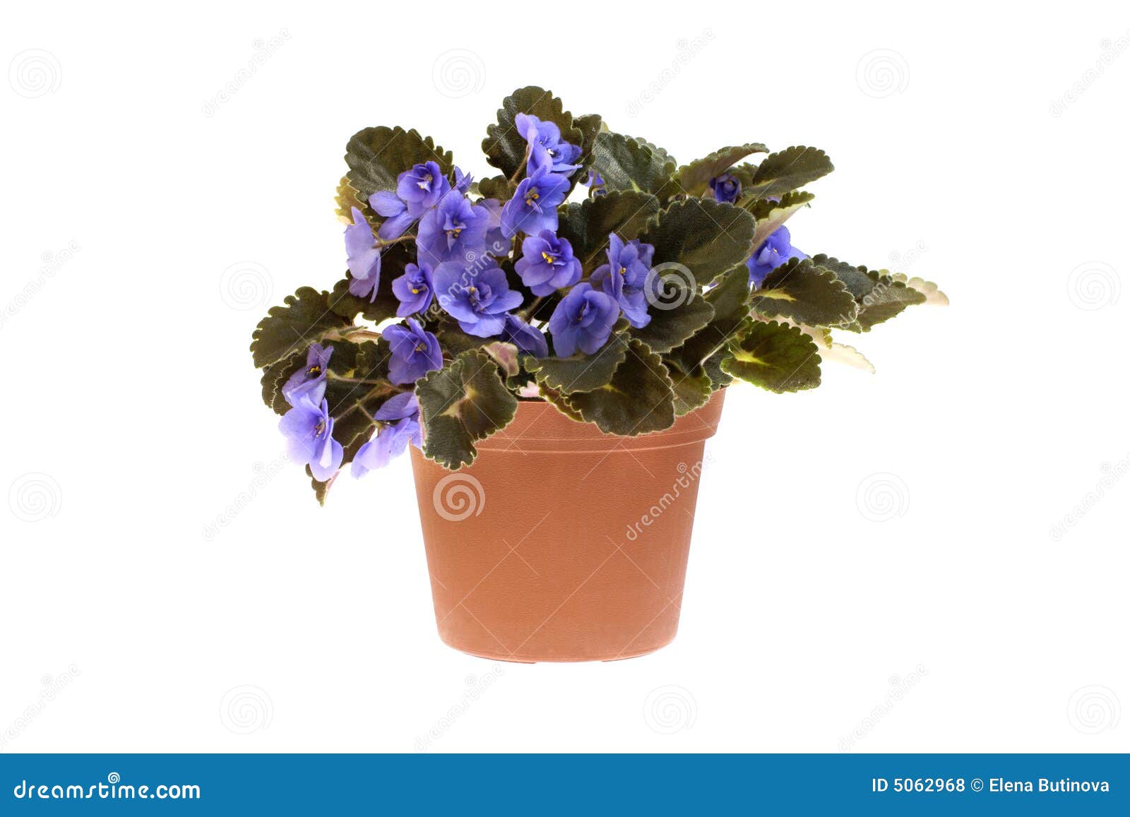 Violette Blume stockfoto. Bild von blatt, gärtnern, grün - 5062968