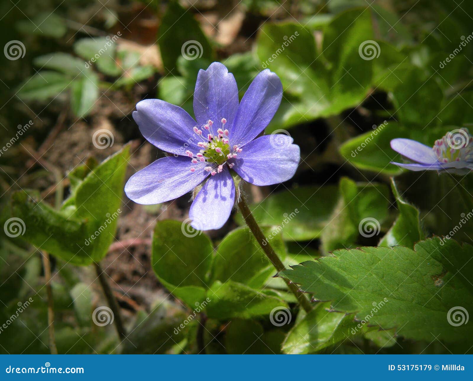 Violette Blume stockbild. Bild von schön, blüte, violett - 53175179