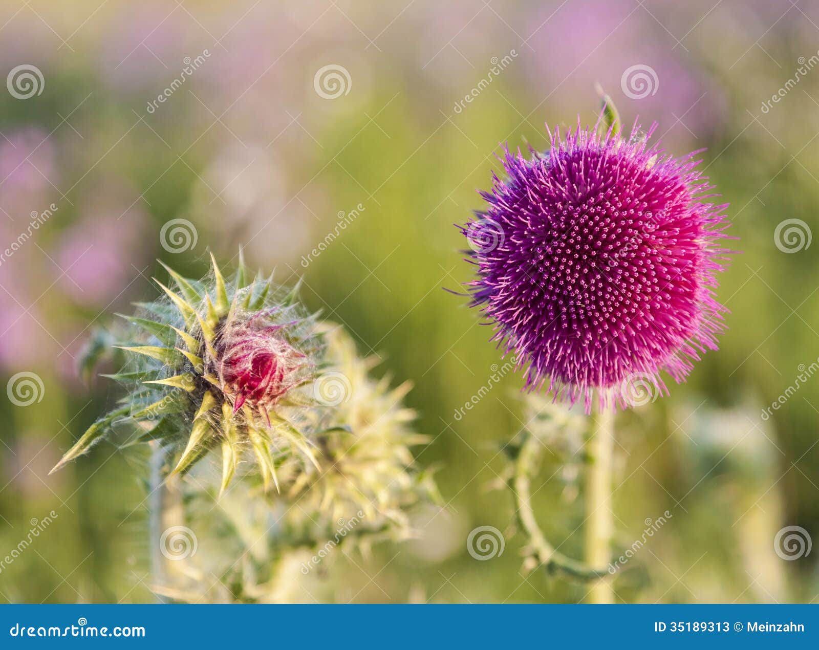 Violette Blume in Der Wiese Stockbild - Bild von farbe, landschaft ...