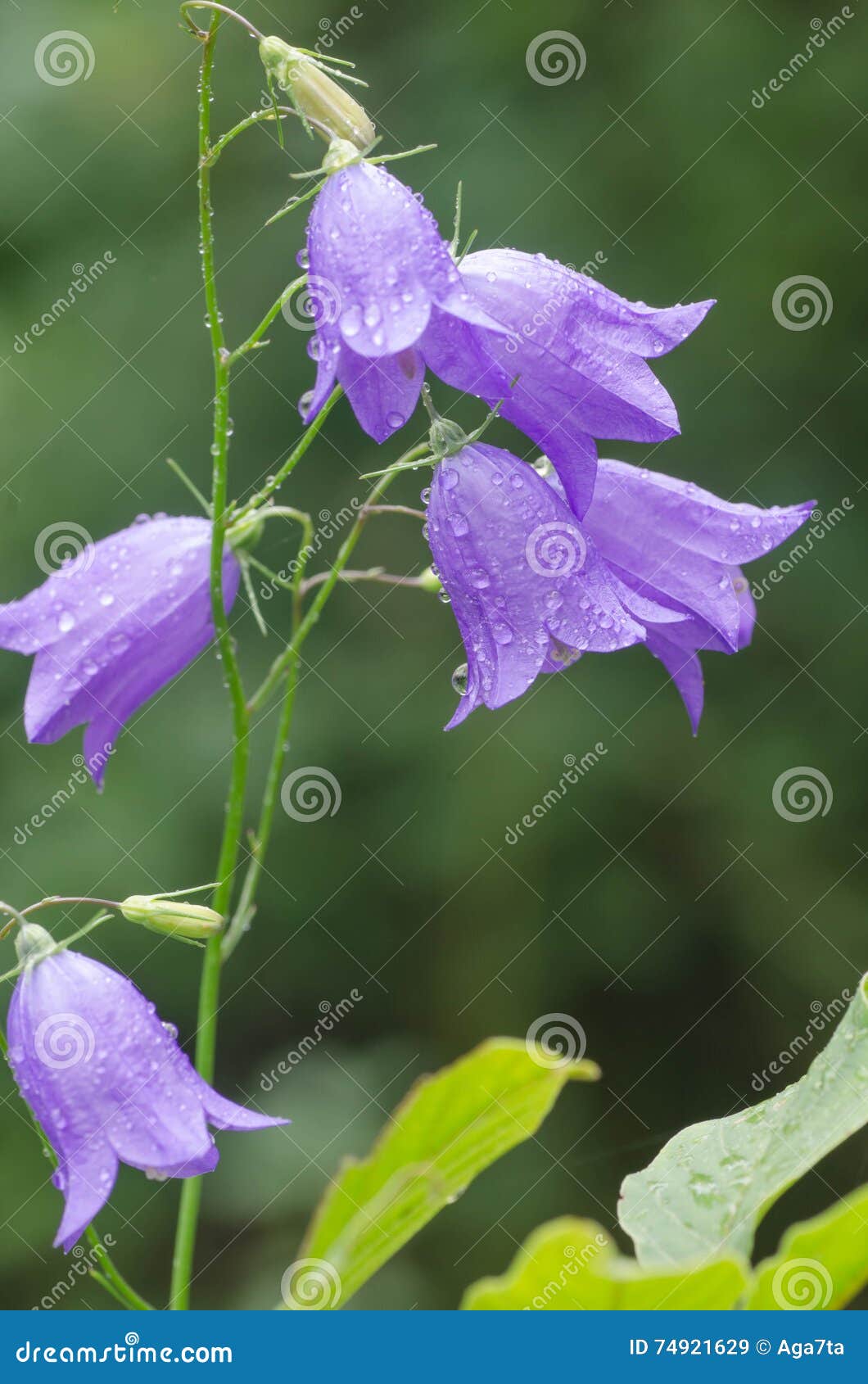 Violette Blume im Wald stockbild. Bild von grün, blühen - 74921629