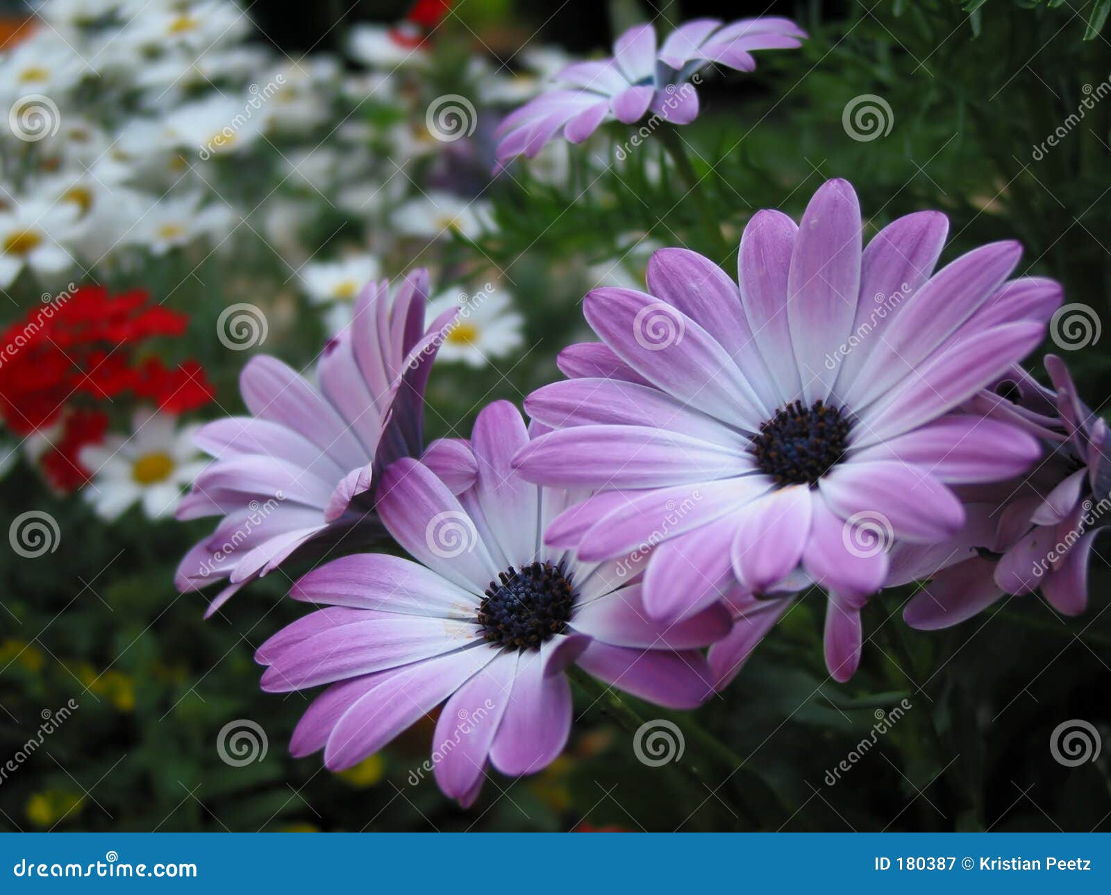 Violette Blumen stockbild. Bild von weich, blumenhändler - 180387