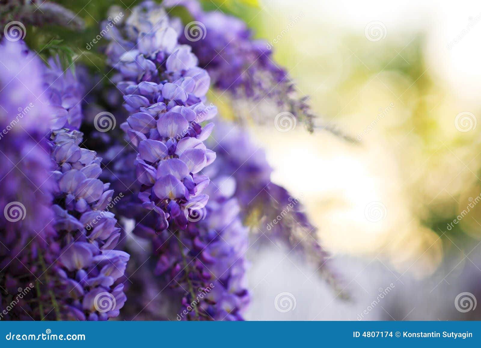 Violette Blumen stockfoto. Bild von jahreszeit, vorgewählt - 4807174