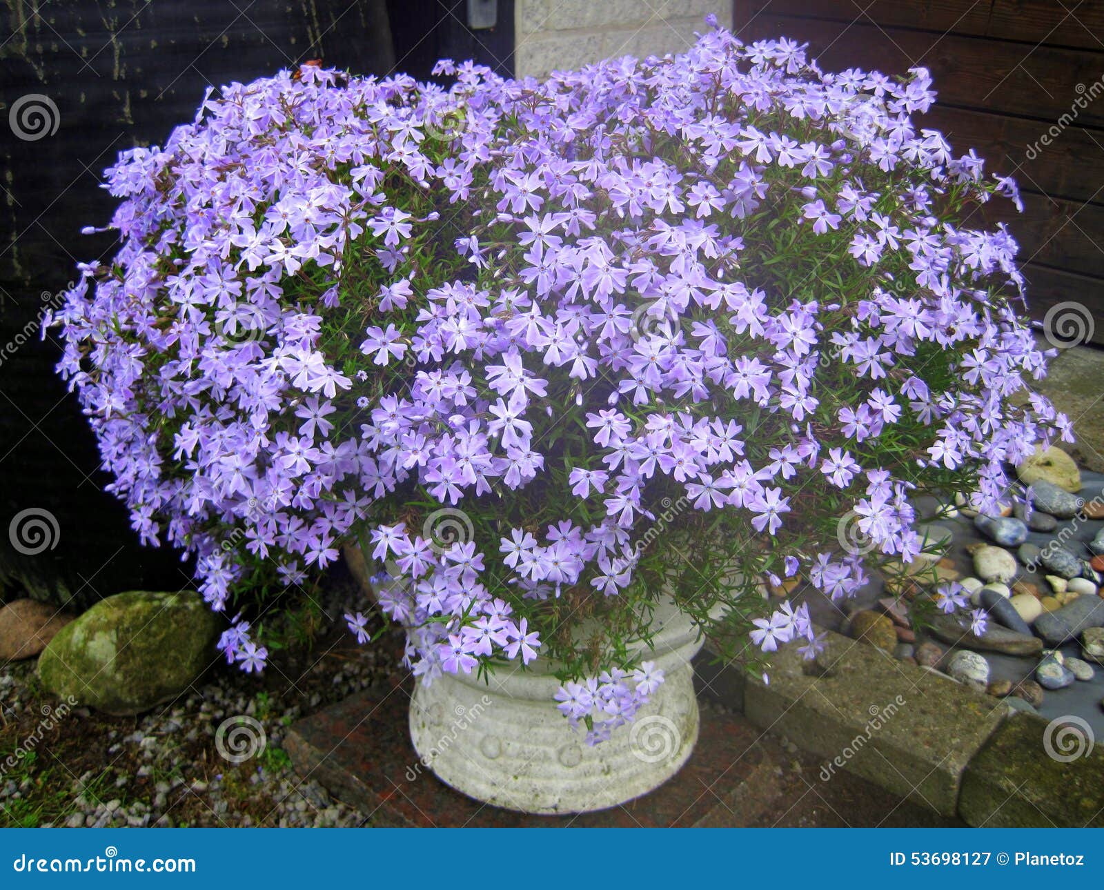 Violette Blumen Garten-Ideen Stockbild - Bild von marken, blick: 53698127