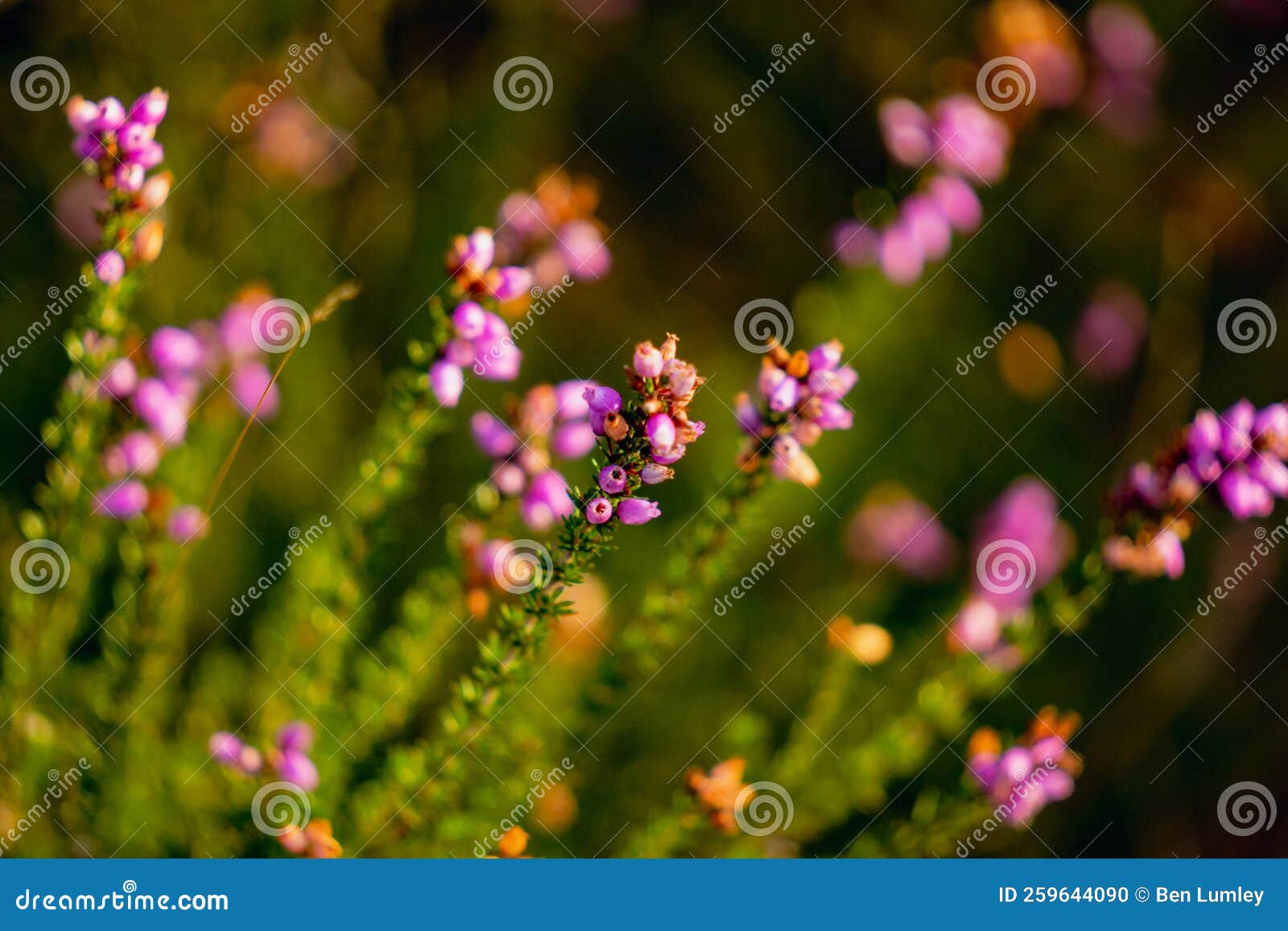 Violette Blumen im Wald stockfoto. Bild von rosa, wald - 259644090