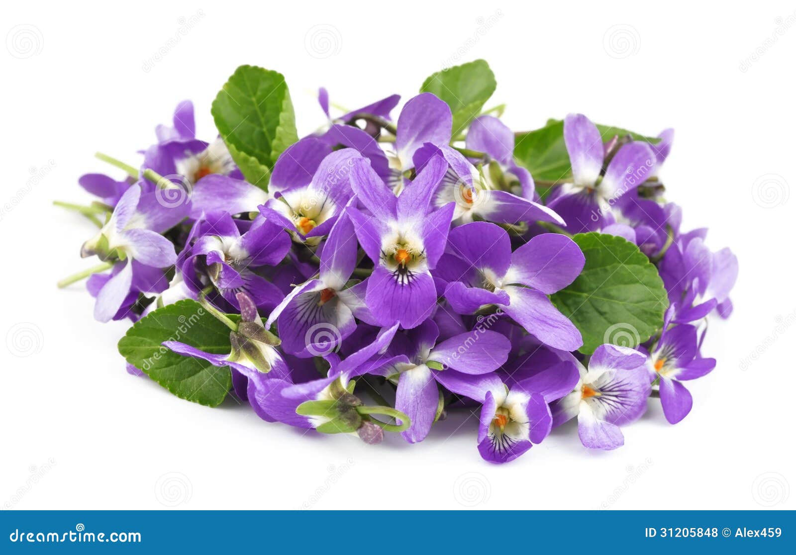 Violette de fleur photo stock. Image du pétales, fleur - 31205848