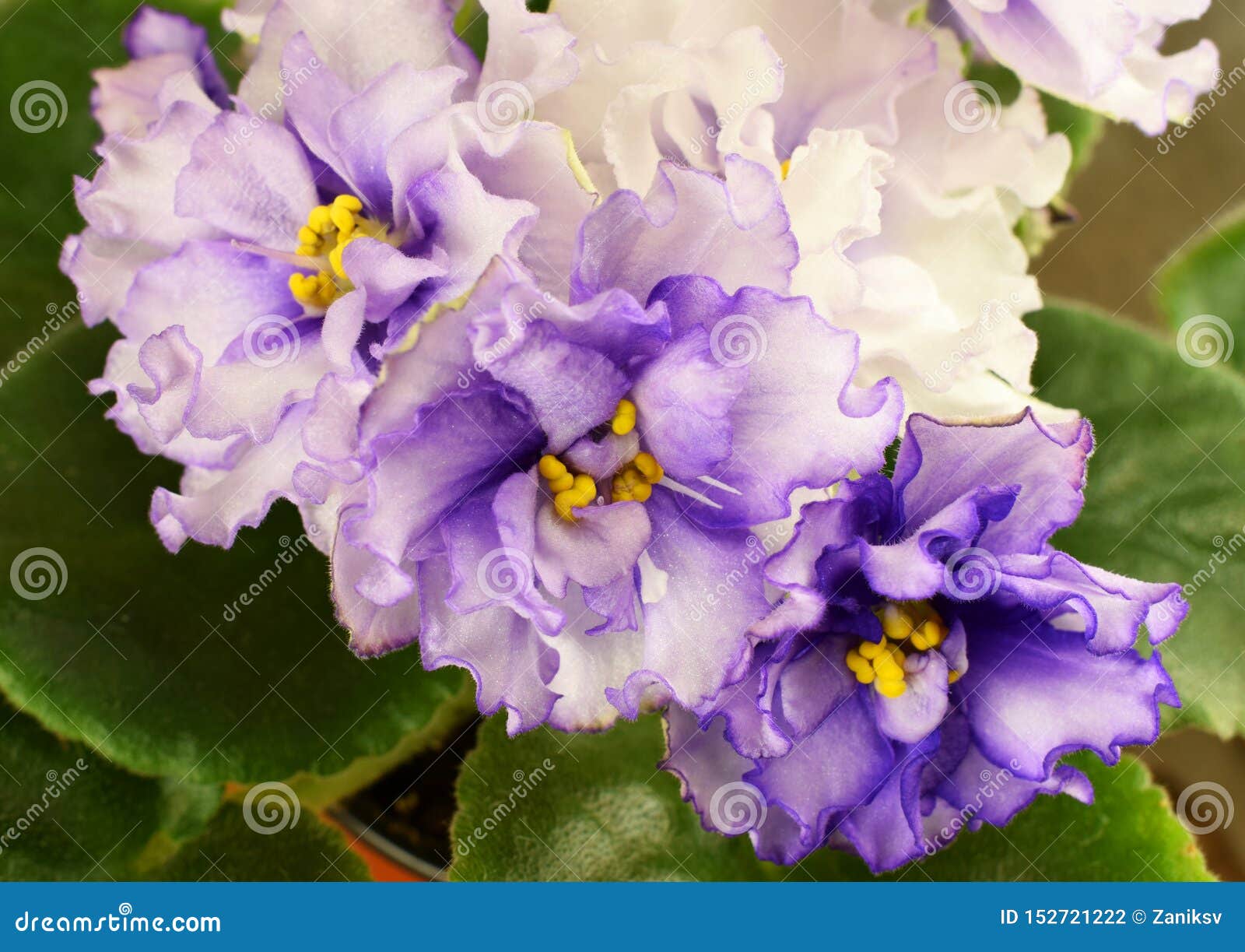 Violette de floraison photo stock. Image du bourgeon - 152721222