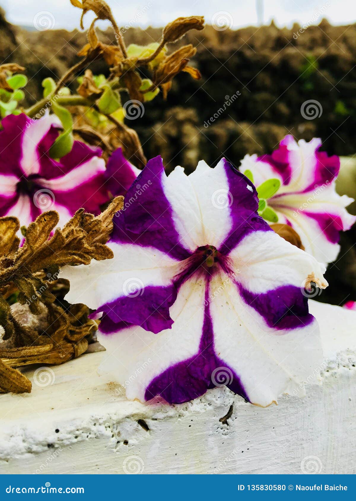 Violette flower stock photo. Image of violette, beautiful - 135830580