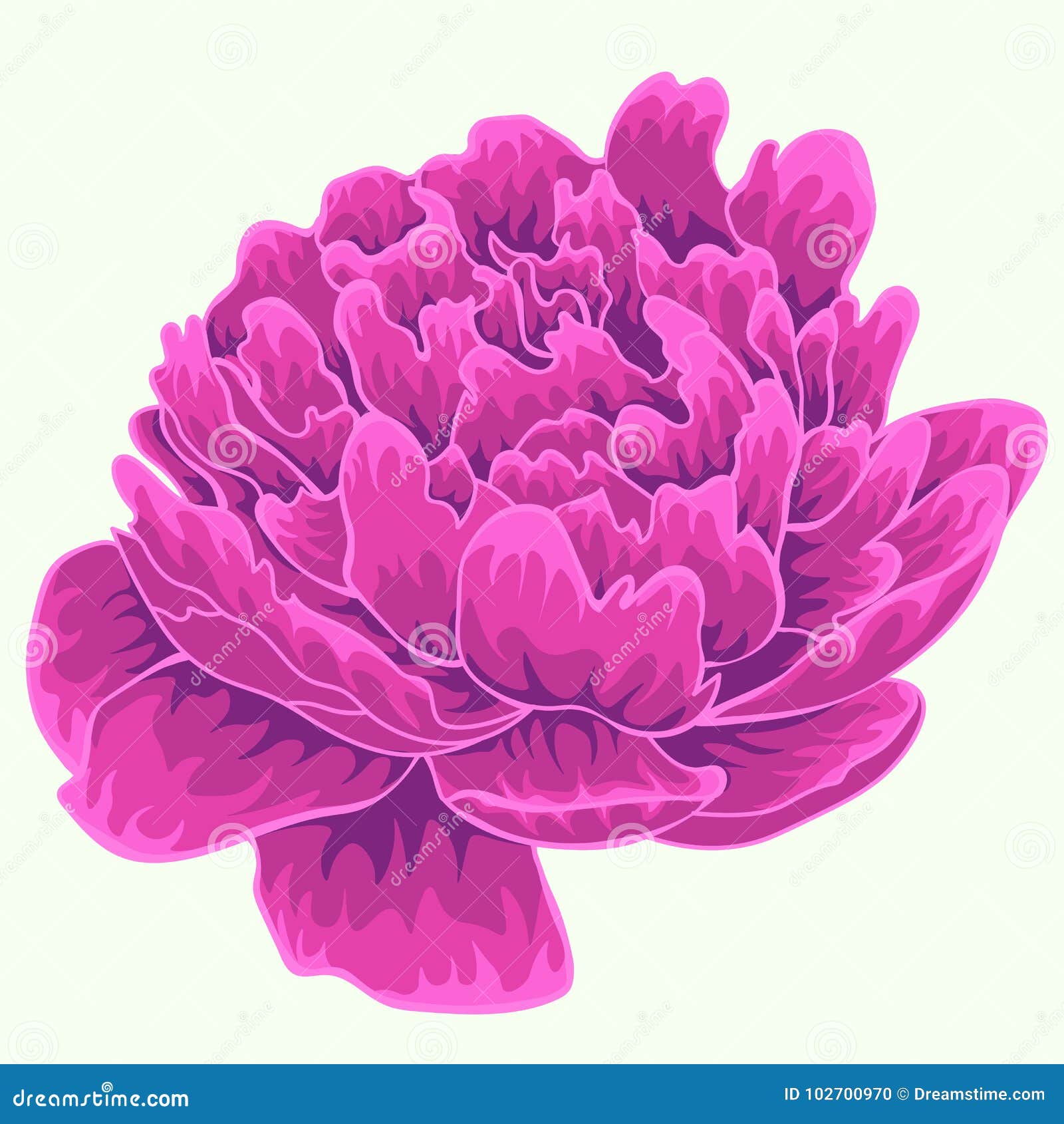 Violette Pfingstrose Lokalisierte Pfingstrose Einzelne Pfingstrose ...