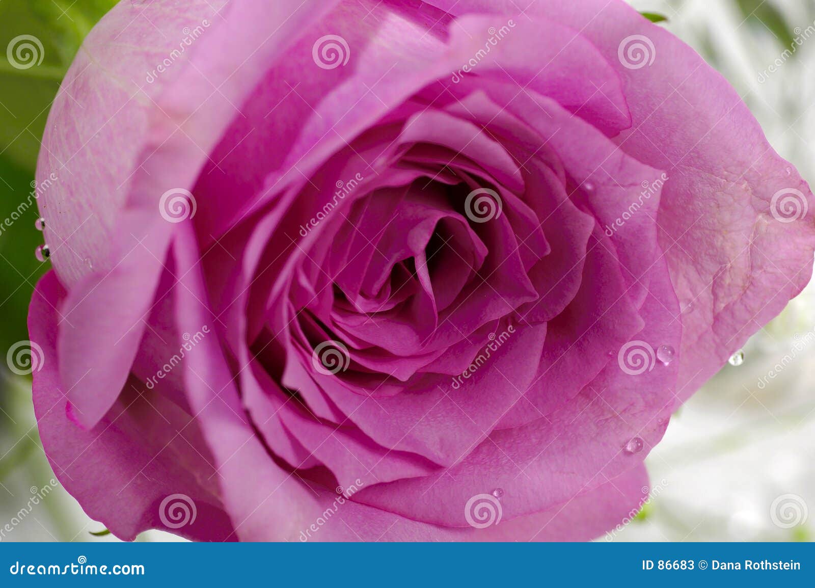 Violette Rose stockbild. Bild von blumenhändler, farbe, garten - 86683