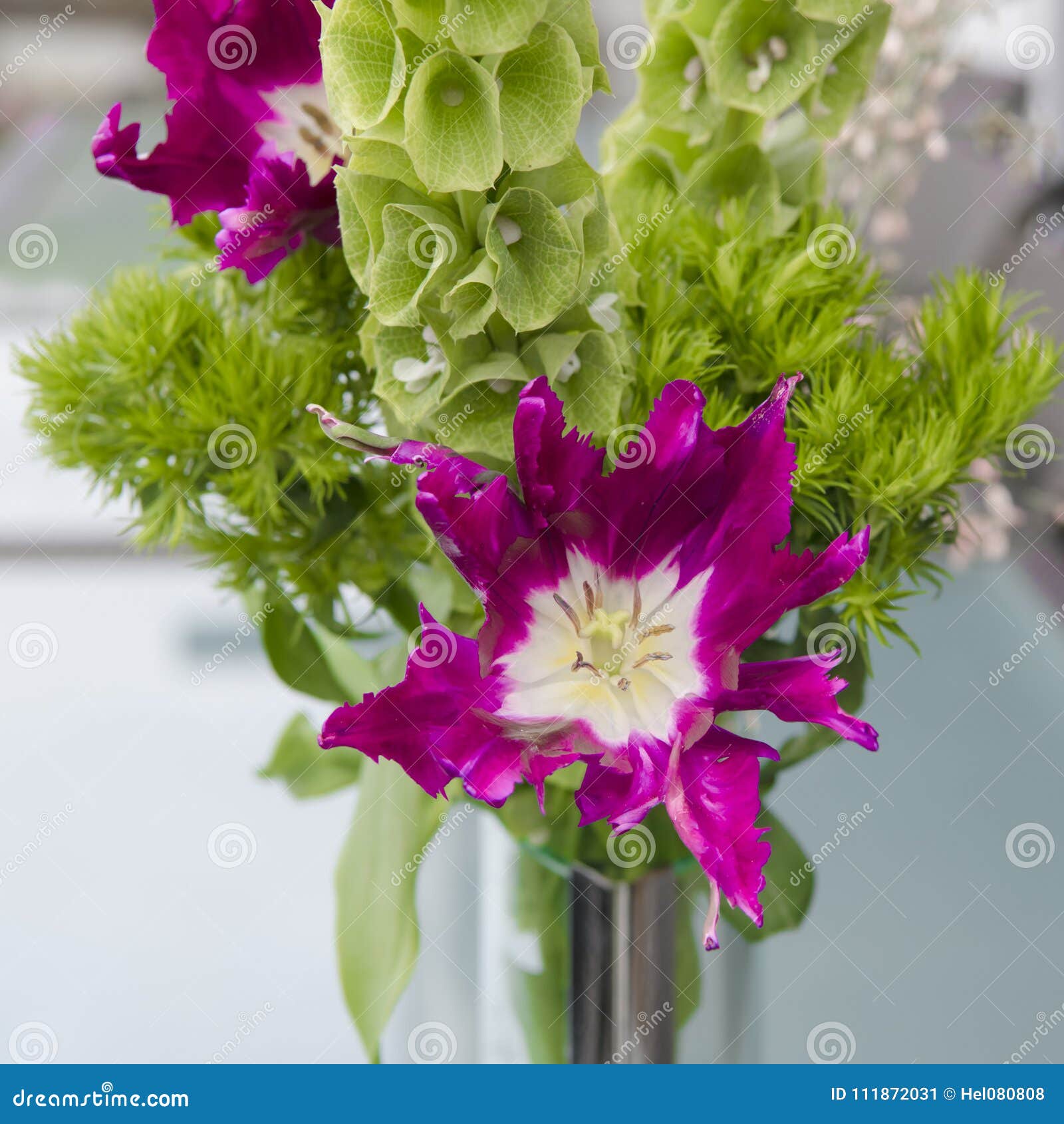Violette Tulp, Groene Anjer, Shellflower, Bezem in De Lenteboeket Stock ...