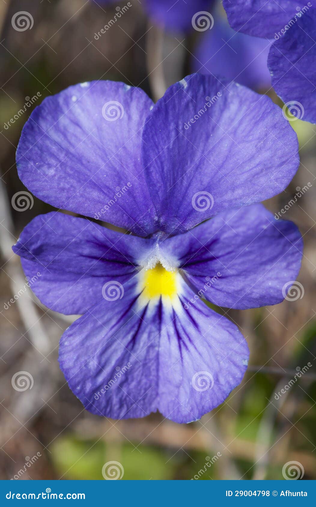 Violette Veilchen stockfoto. Bild von grün, rarität, laub - 29004798