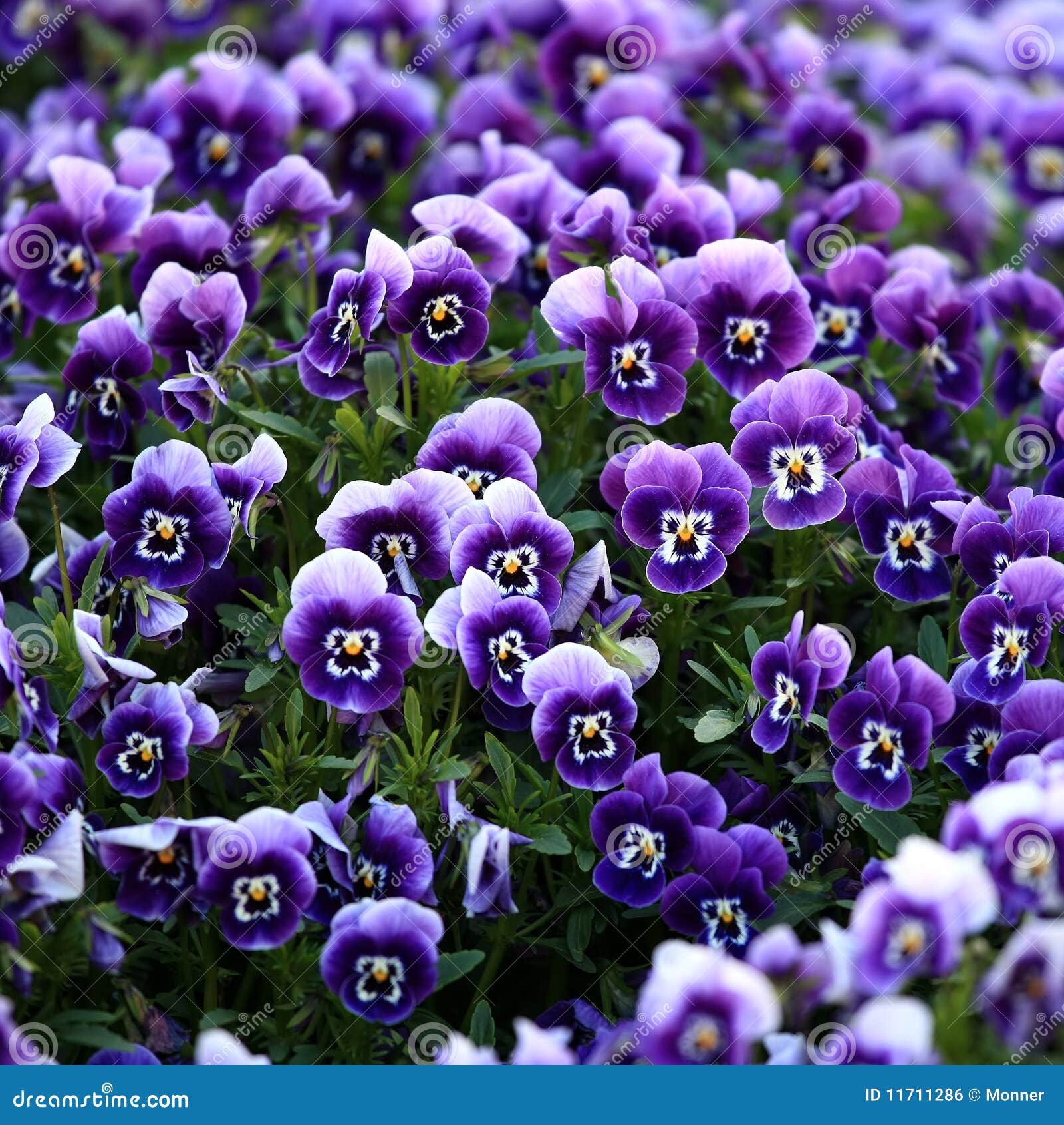 Violette Viola-Blumen stockfoto. Bild von feld, stamm - 11711286