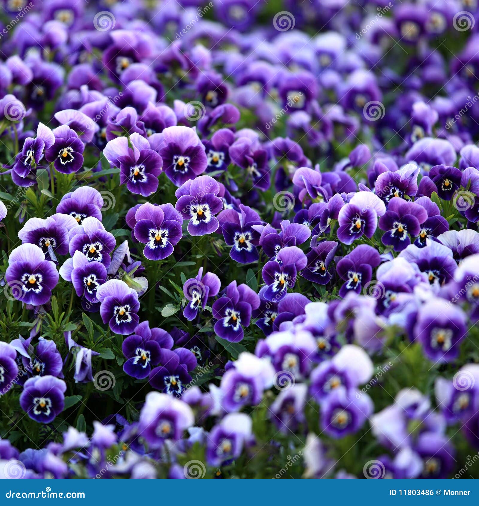 Violette Viola-Blumen stockfoto. Bild von bunt, botanisch - 11803486