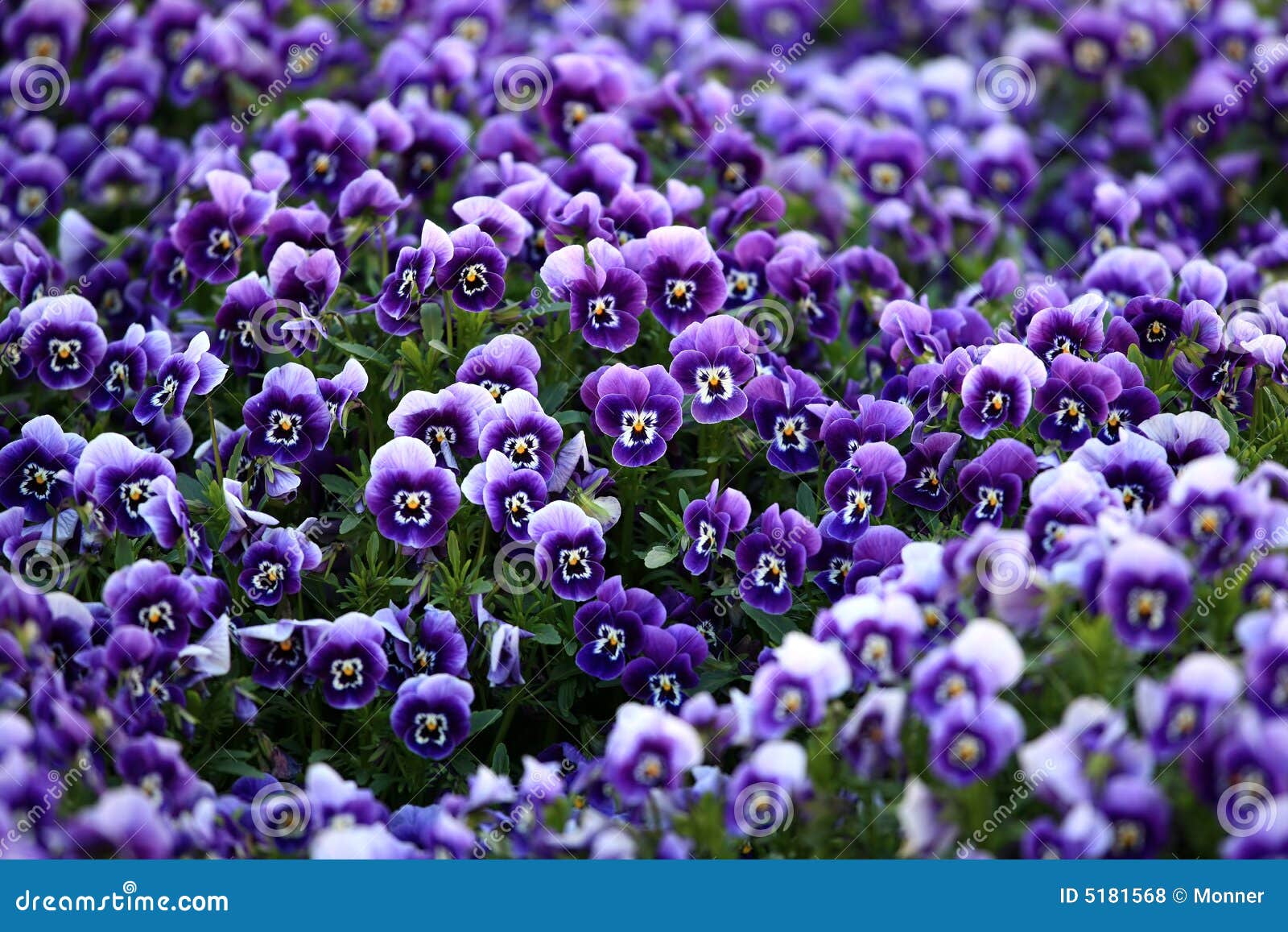 Violette Viola-Blumen stockfoto. Bild von botanik, umwelt - 5181568