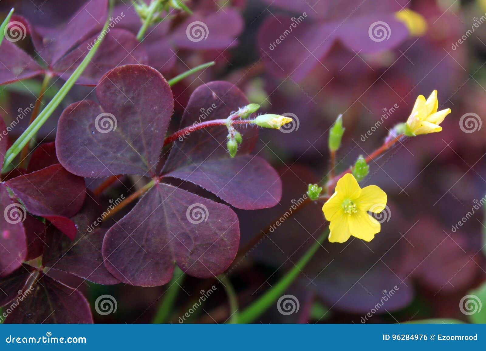 Violetter Klee in Blüte 2 stockfoto. Bild von hell, sommer - 96284976