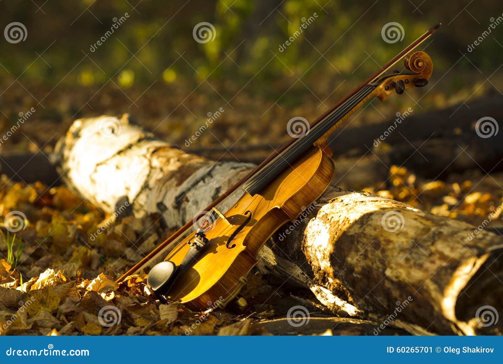 Violin in autumn forest stock image. Image of green, popular - 60265701