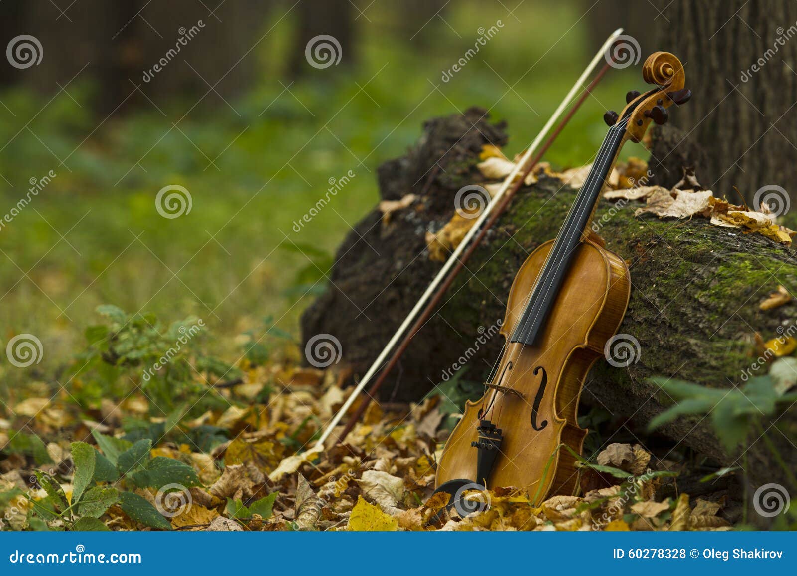 Violin in autumn forest stock photo. Image of season - 60278328