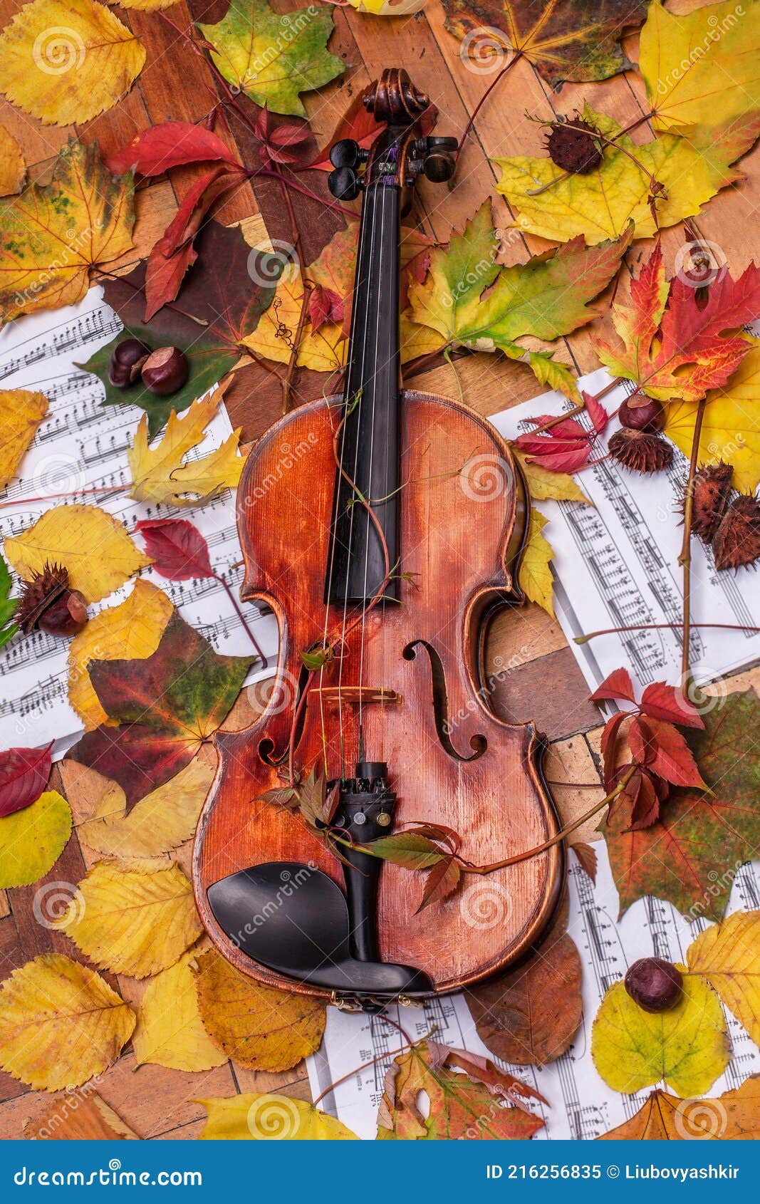 Violin and autumn leaves stock image. Image of colorful - 216256835