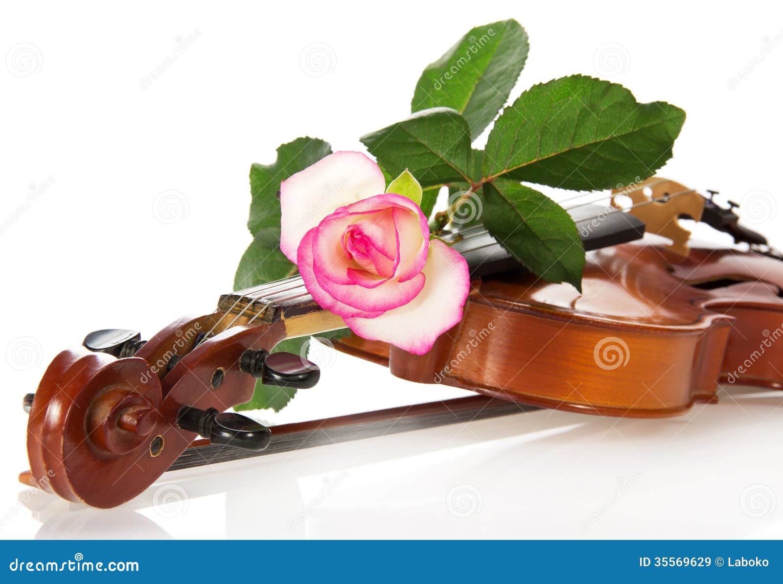 Violin, Beautiful Rose Close Up Stock Image - Image of beautiful, mood ...
