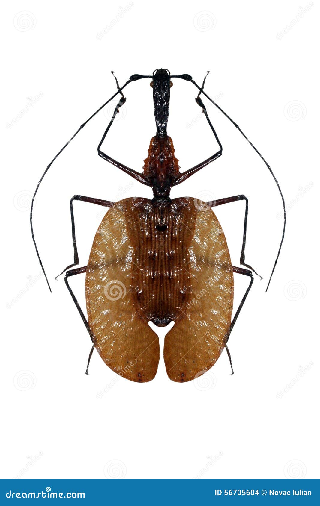Violin Beetle Isolated on a White Background Stock Photo - Image of ...