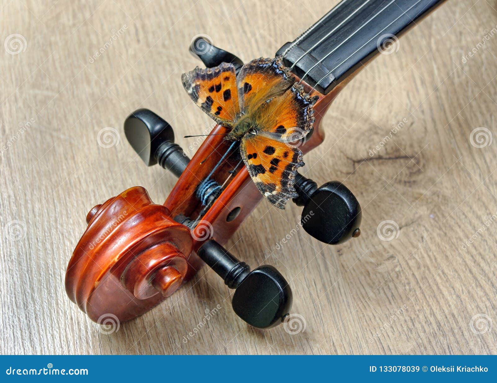 Violin and Butterfly. Neck of a Violin . Butterfly Large Tortoiseshell ...