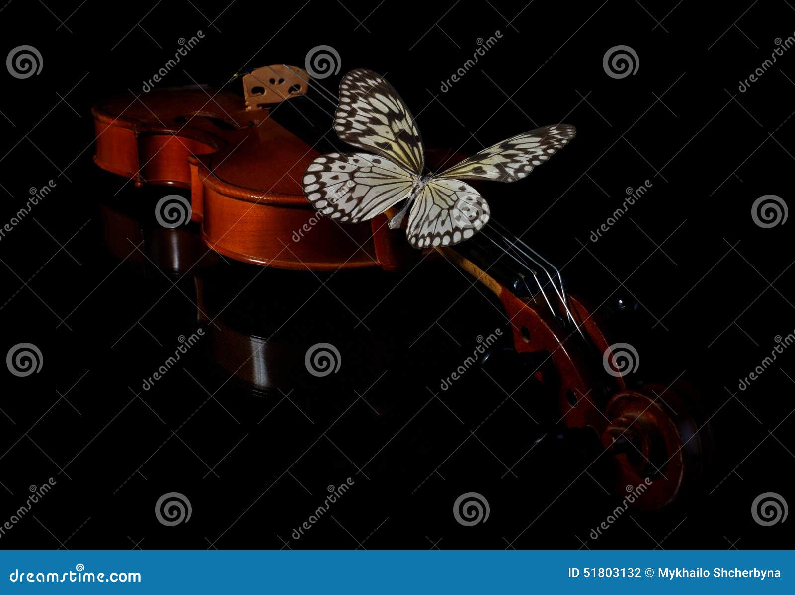 Violin and butterfly. stock photo. Image of violin, isolated - 51803132