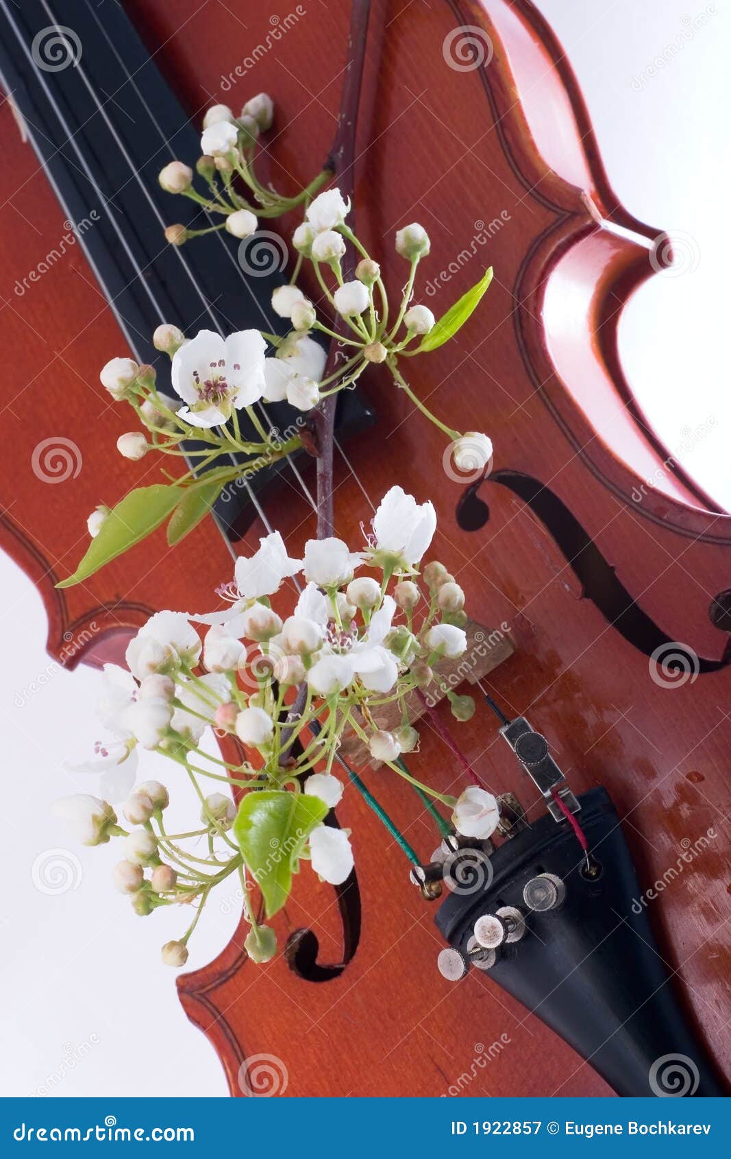 Violin and flowers stock image. Image of music, musical - 1922857