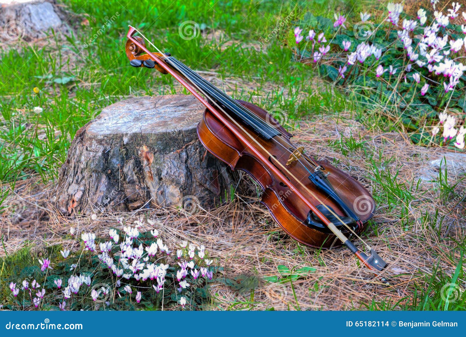 Violin and forests flowers stock photo. Image of instrument - 65182114